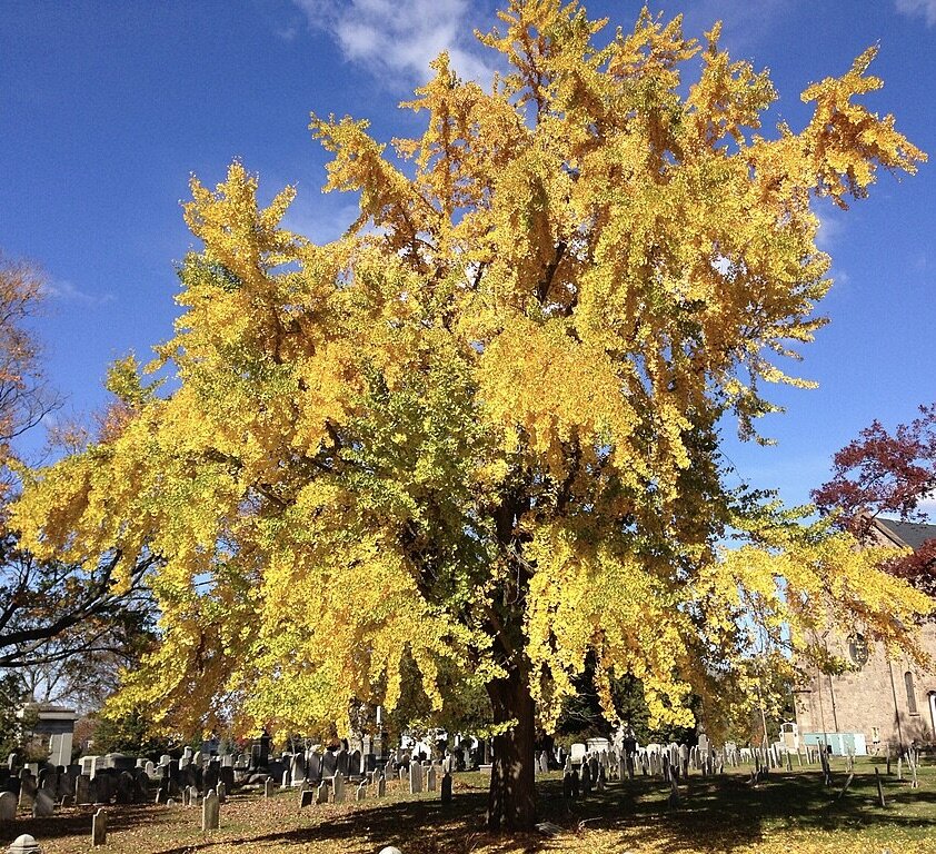 Ginko – Domov Stromov